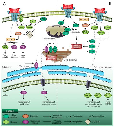 IJMS Free Full Text The Multifaceted Nature Of Nucleobindin 2 In