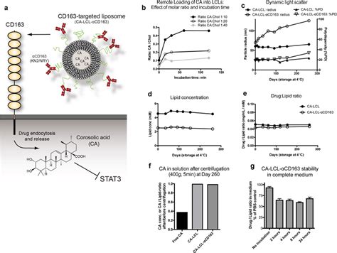 Cd163 Targeted Corosolic Acid Containing Long Circulating Liposomes
