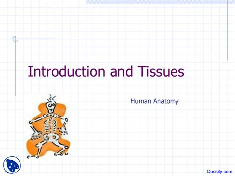 Introduction To Tissues Anatomy Lecture Slides Docsity