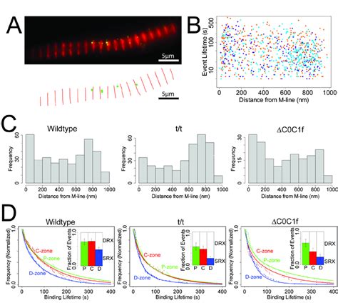 Event Localizations And Distributions A Upper Combined Fluorescence Download Scientific