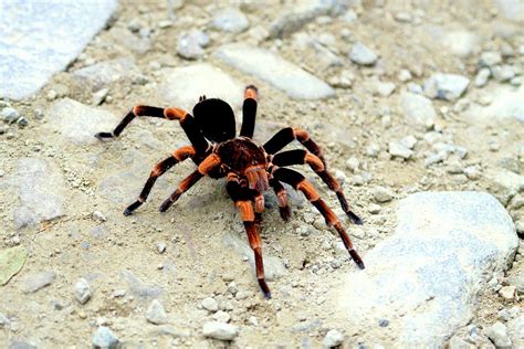 Red Kneed Tarantula Euathlus Mesomelas Photograph By Miva Stock