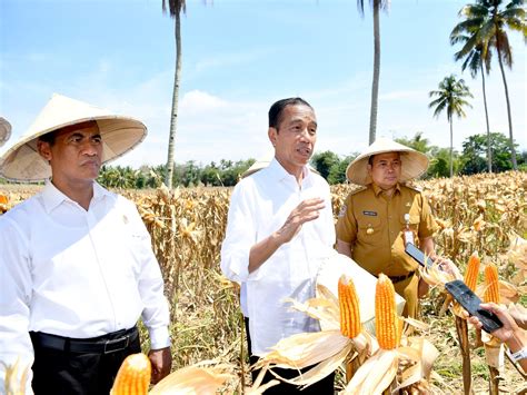 Sekretariat Kabinet Republik Indonesia Tinjau Panen Jagung Di Boalemo Presiden Dorong