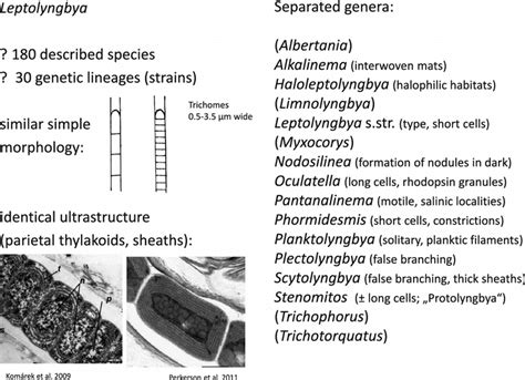 Traditional Genus Leptolyngbya Only Isolated Strains Was Divided