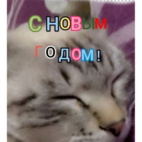 Котик сеня и собака луна - YouTube