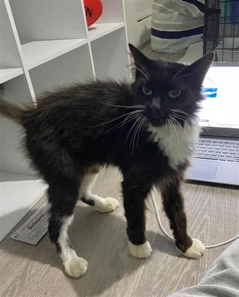 Il Gatto Che Ha Vissuto Per Anni Da Randagio Ha Trovato Un Motivo Per