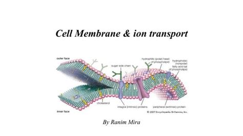 Cell Membrane And Ion Transportpptx