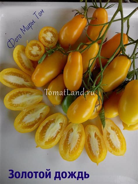 Томат Золотой дождь: описание сорта, отзывы, фото | tomatland.ru
