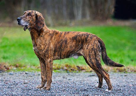 Meet Tiger The Brindle Plott Hound