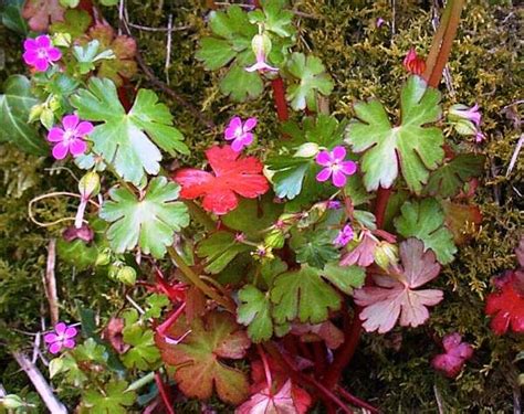 Geranium Lucidum Identification Distribution Habitat