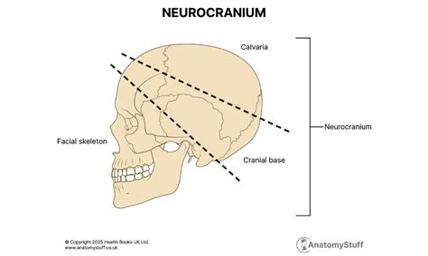 Difference Between Cranial And Cranium