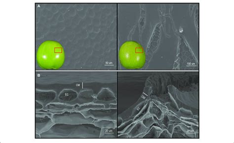 Scanning Electron Microscopy Sem Observation Of The Cuticle Of Download Scientific Diagram
