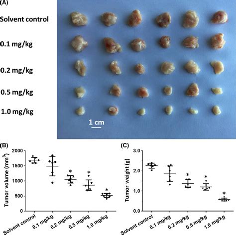 The Anti‐tumor Effect Of Lenvatinib On Subcutaneous Tumors Formed By