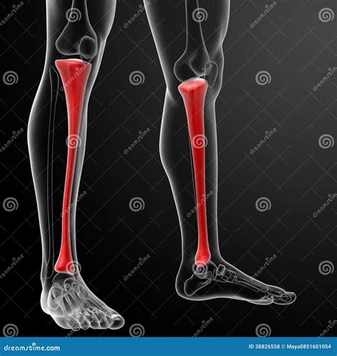 3d Render Human Tibia Stock Illustration Illustration Of Male 38826558