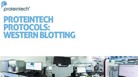 Western Blot Protocol Proteintech Group Western Blot Protocol Proteintech Group