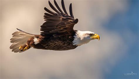 Uncover The Speed How Fast Does A Bald Eagle Dive