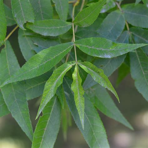 Basic Tree Tree Identification Regional And Community 48 Off