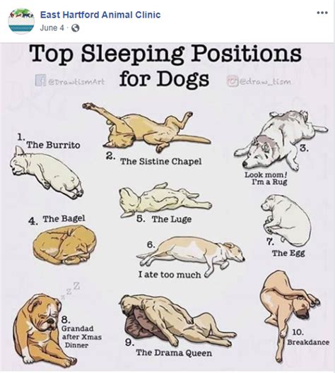 17 Fun Veterinary Memes That Will Make You Laugh Lifelearn
