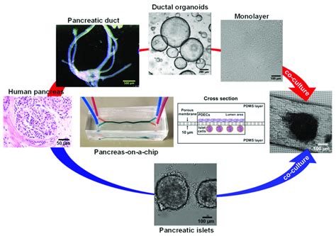 In Vitro Co Culturing Model Pancreas On A Chip 55 The Download