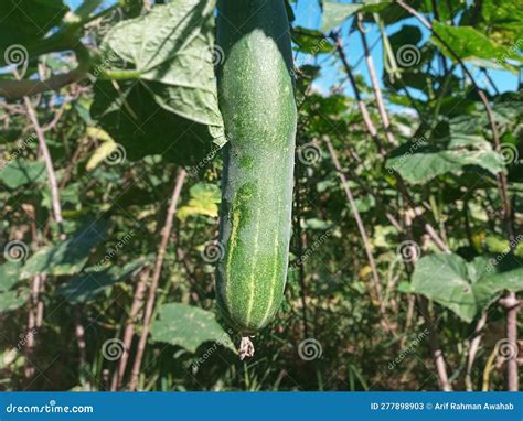 Selective Focus Of Cucumber Fruit On Its Tree During The Hot Summer Day