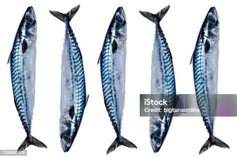 흰색 배경에 고립 된 고등어 물고기를 설정합니다 냉동 물고기 아이스 애틀랜틱 피쉬 고등어 고등어 패턴 고등어 질감 빈 공간입니다 공간을 복사합니다 고등어류에 대한 스톡 사진