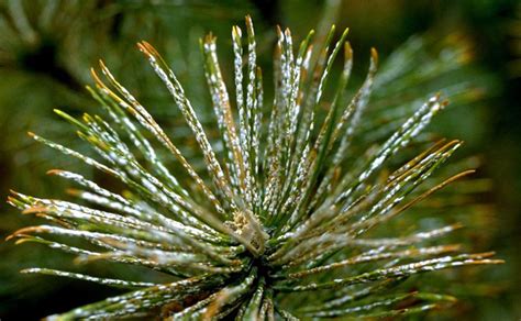 Pine Needle Scale Infestation Spraytech 720 248 0000
