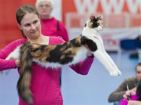 Calico Maine Coon The Ultimate Guide Maine Coon Hawaii