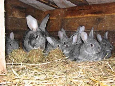 What To Feed The Rabbit During Lactation