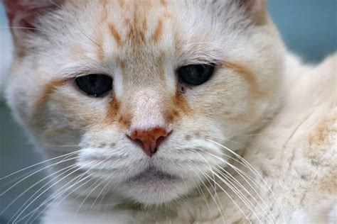 5 Reasons You Should Adopt An Older Cat