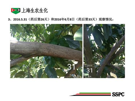 爱秋诺吉防治蜜柚介壳虫示范试验效果展示 试验成果分享 上海生农生化制品股份有限公司 官网