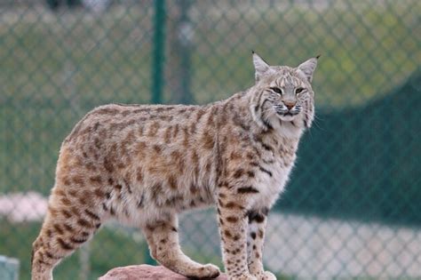 Premium Photo Side View Portrait Of A Bobcat