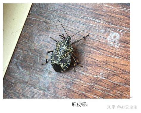 秋冬季节该主要防范哪些害虫入室？ 知乎