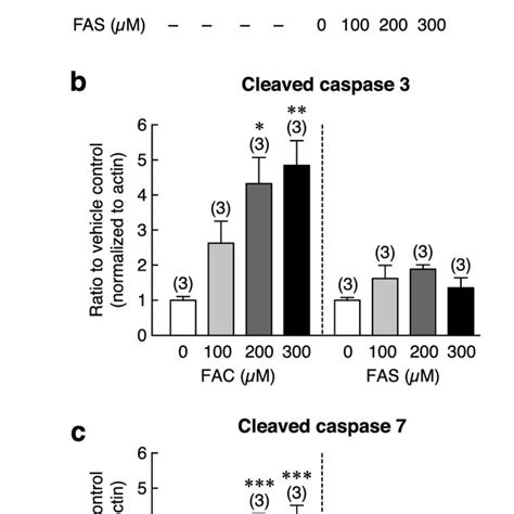 The Representative Blot Showed The Elevation Of Cleaved Caspase 3 And