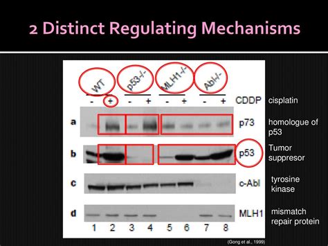 Lung Cancer The Breathtaking Battle Of TKIs And EGFR Mutants Ppt