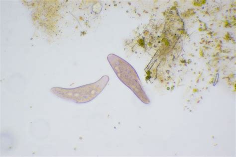 水槽内で微生物の多様性をどのように確保するか CORERAL