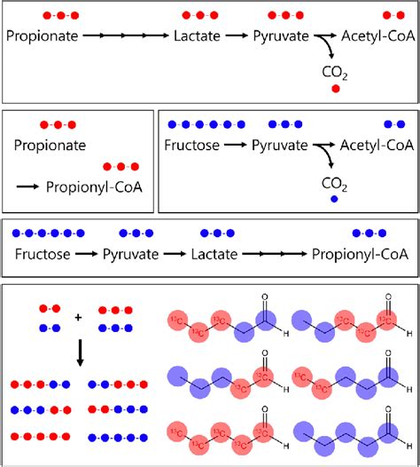 Predicted Pathways To Produce Acetyl Coa And Propionyl Coa As Building