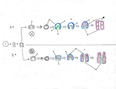 Protostomes V Deuterostomes Diagram Quizlet