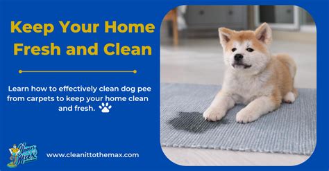 How To Clean Dog Pee From Carpet