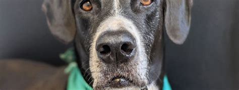 Pin Op Dog Desperate For A Home