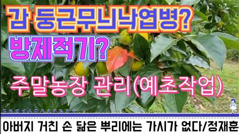 감 둥근무늬낙엽병 효율적인 방제시기는 주말농장 예초작업 농장 스케치 Youtube