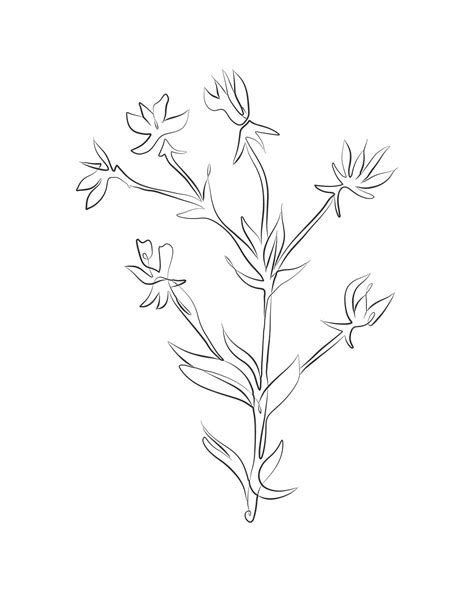 Premium Vector Line Drawing Plants Black Sketch Field Plant Wild