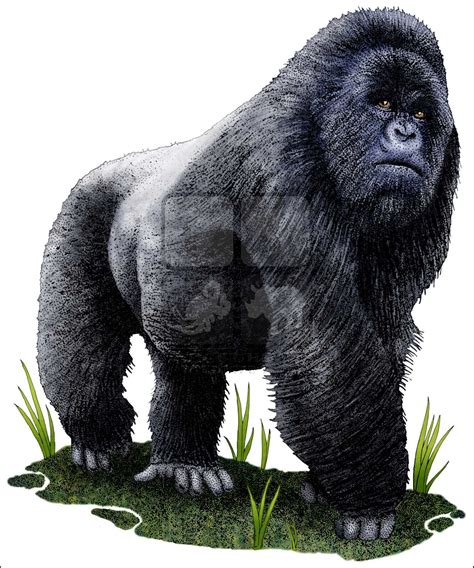 Silverback Gorilla Drawing At Explore Collection