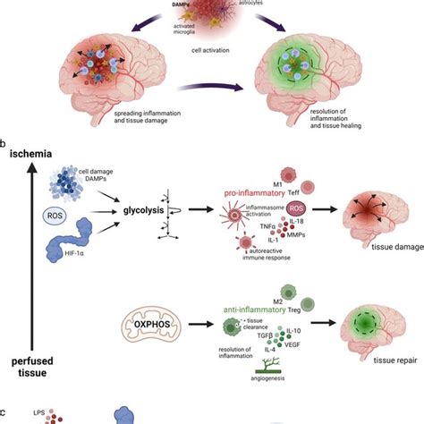 A Immune Cells Contribute To The Neurodegenerative Outcome After