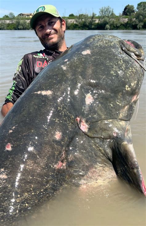 Rekordní Sumec 🇮🇹 Dodiri