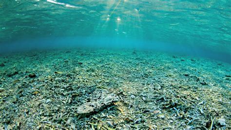 Sunscreen Ingredient Is Toxic To Coral Reefs Environmental Working Group