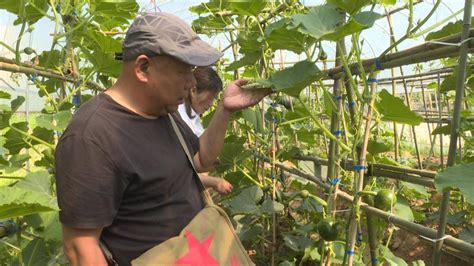 红安栗林店村引种宝栗南瓜刘志刚种植大棚