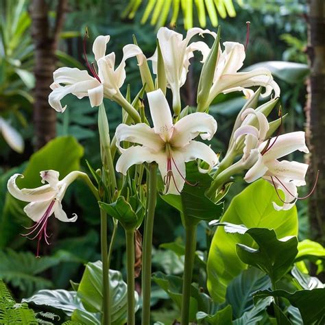 Crinum Lily Care Tips For Growing The Swamp Lily