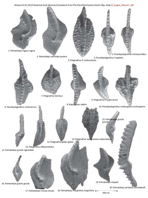 Conodont Species