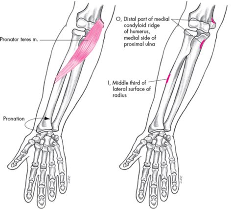 Muscles Of The Anterior Forearm Flashcards Quizlet