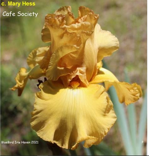 Café Society Historic Iris Preservation Society