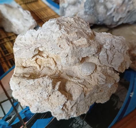 Brachiopod Fossil With Worm Tubes I Found Yesterday Poland Rfossilporn